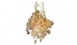 STOCKOSORB® 660 10 kg