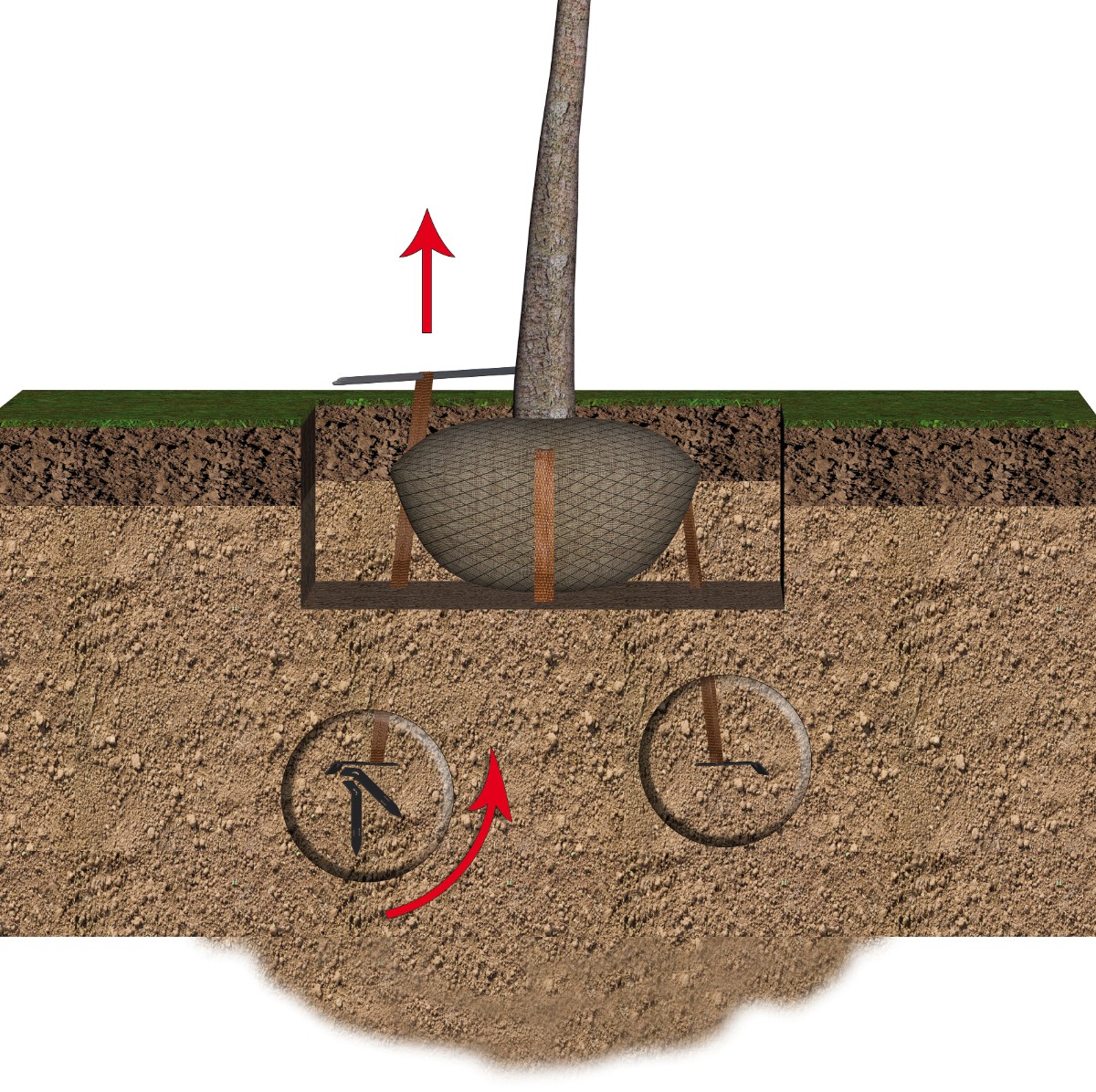 Treelock Tree Anchorage