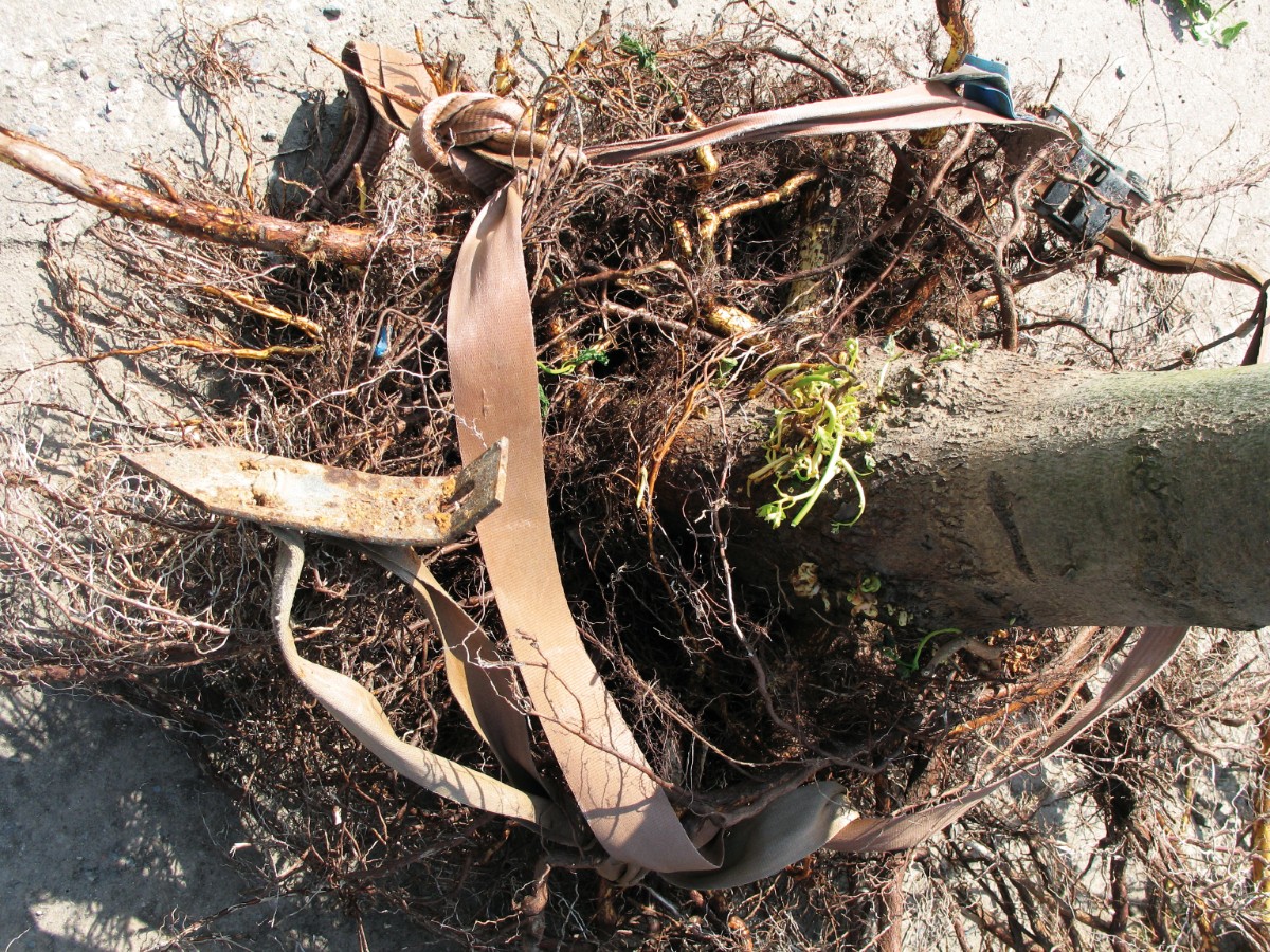 Treelock Tree Anchorage